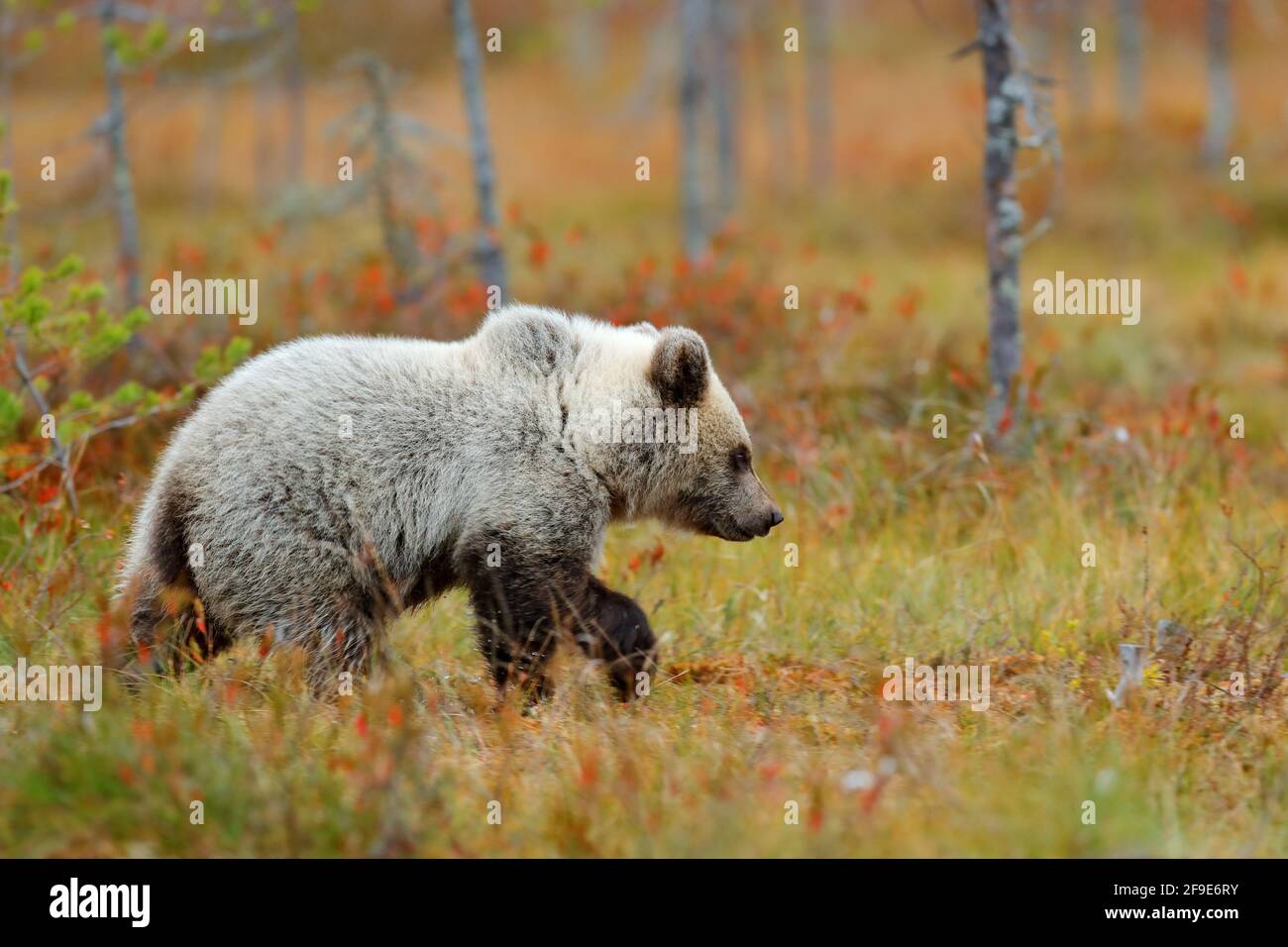 Lonely young cub bear in the pine forest. Bear pup without mother ...