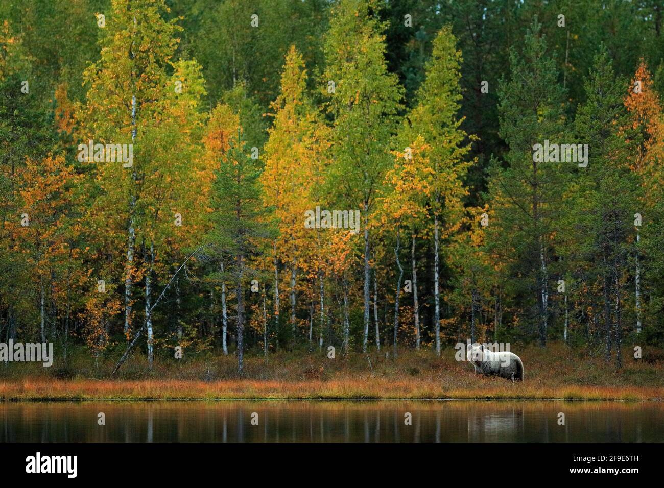 Bear hidden in yellow forest. Autumn trees with bear. Beautiful brown ...