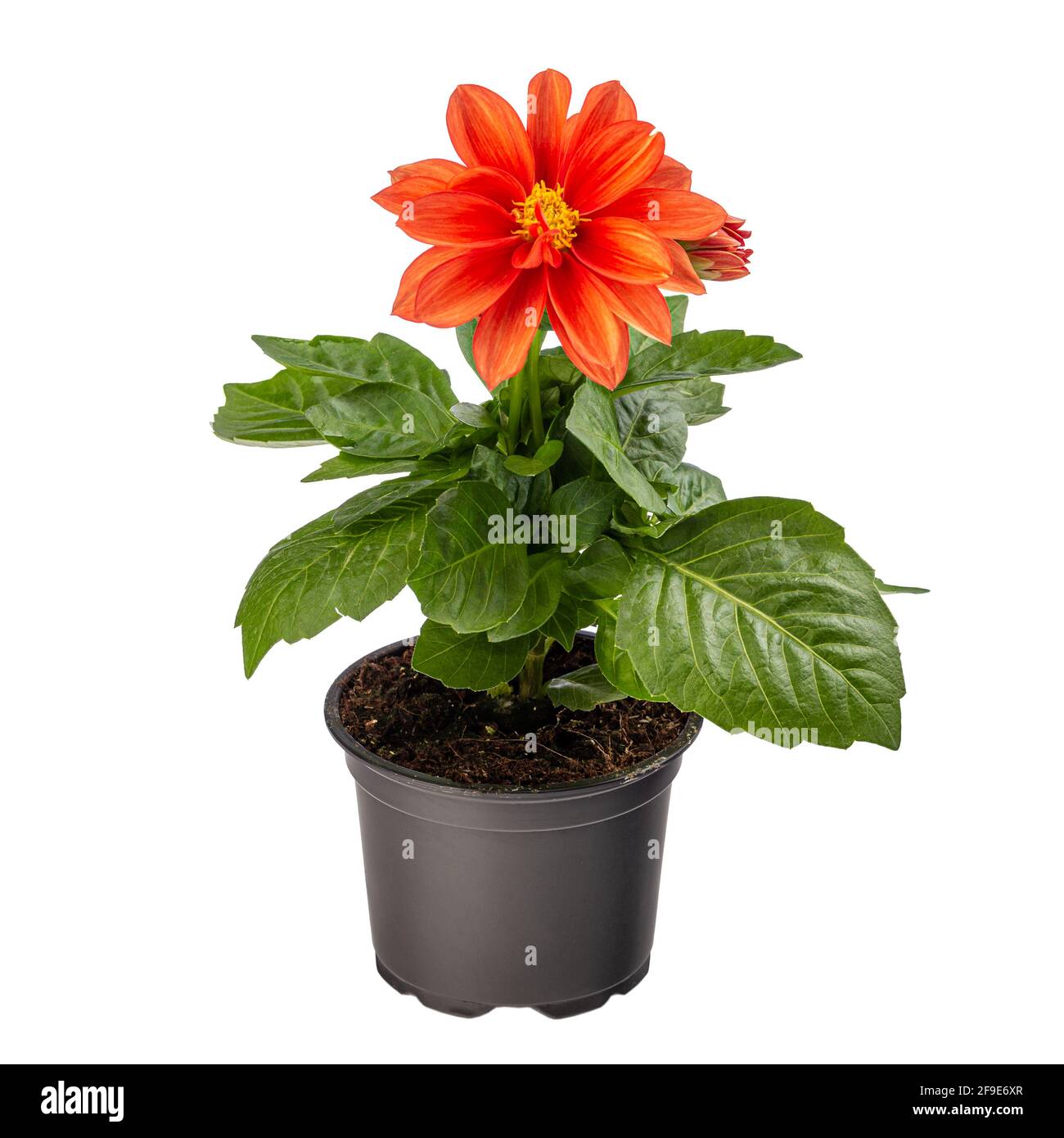 Spring dahlia hi-res stock photography and images - Alamy