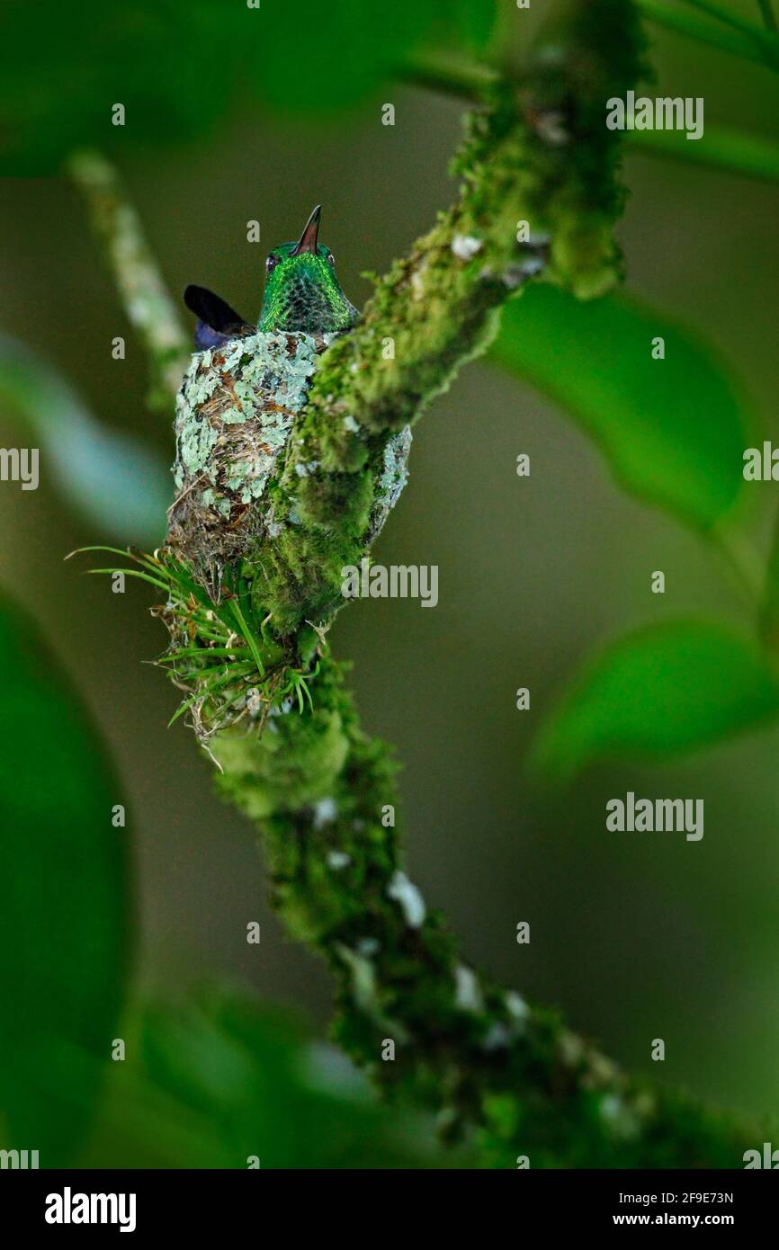 Hummingbird sitting on the eggs in the nest, Trinidad and Tobago ...
