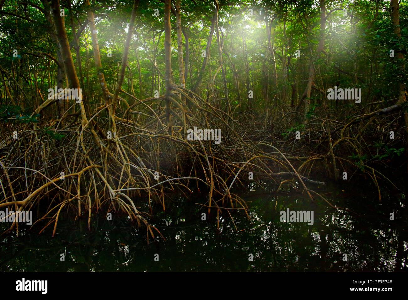 Swamp red mangrove rhizophora mangle hi-res stock photography and ...