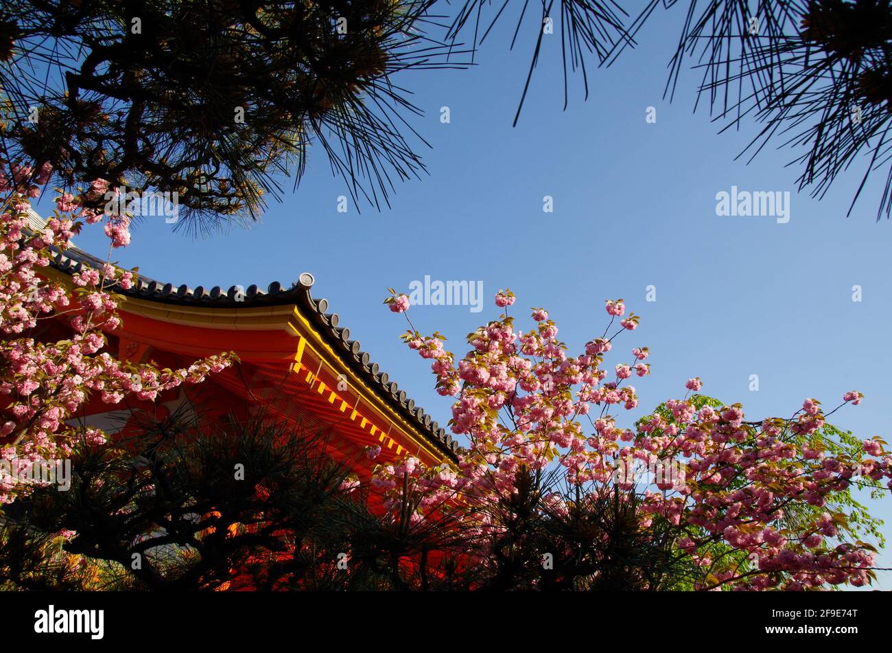 Red temple cherry blossom hi-res stock photography and images - Alamy