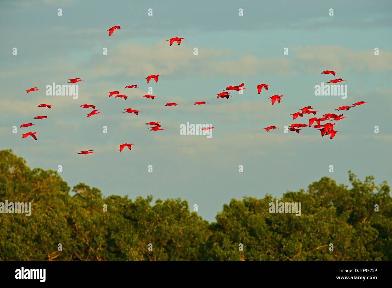 Scarlet Ibis, Eudocimus ruber, exotic red bird, nature habitat, bird ...