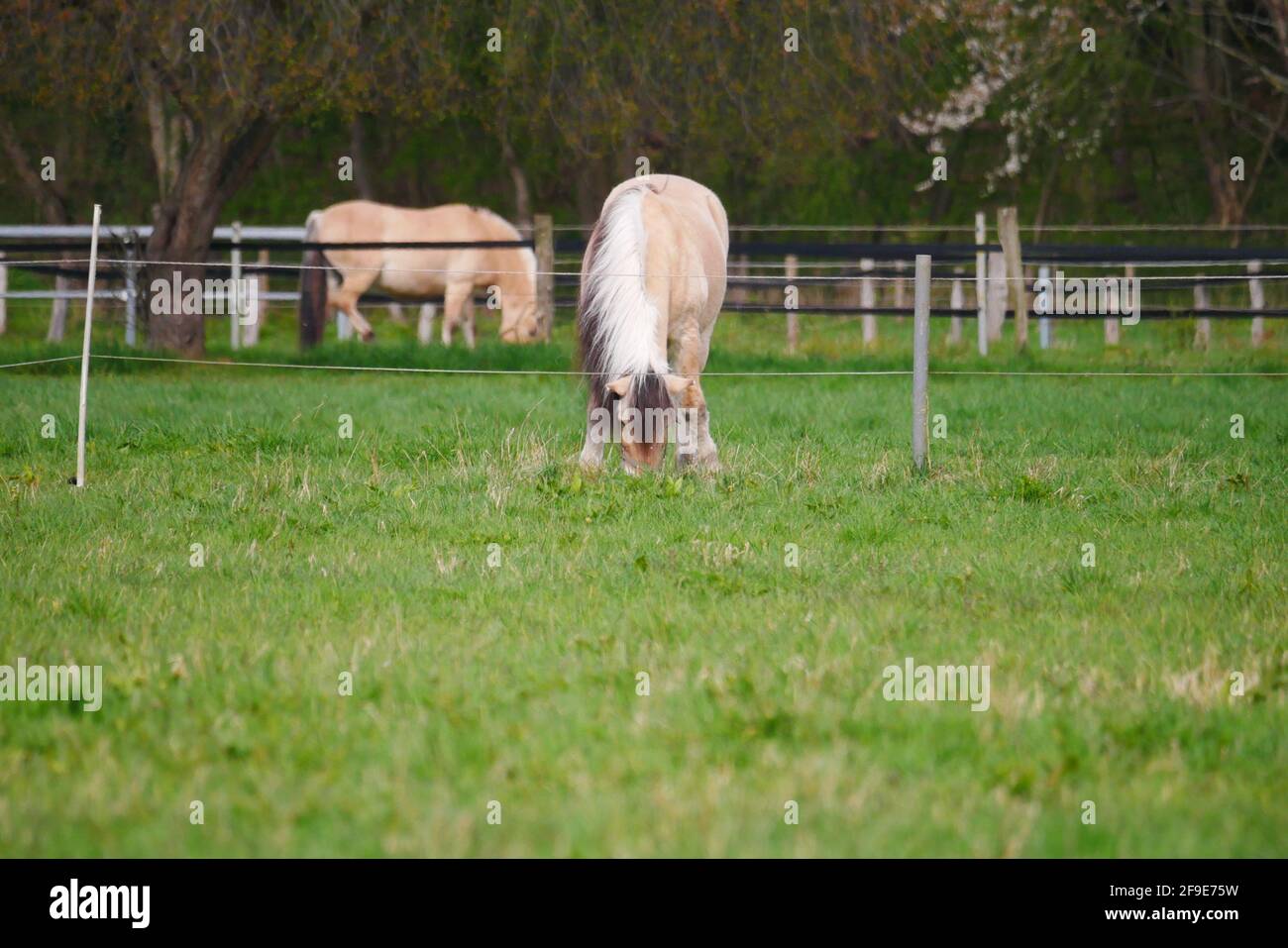 a horse spreads its legs and eats green grass in a pasture in front of ...