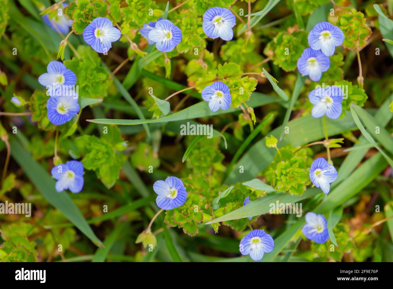 Persian Speedwell