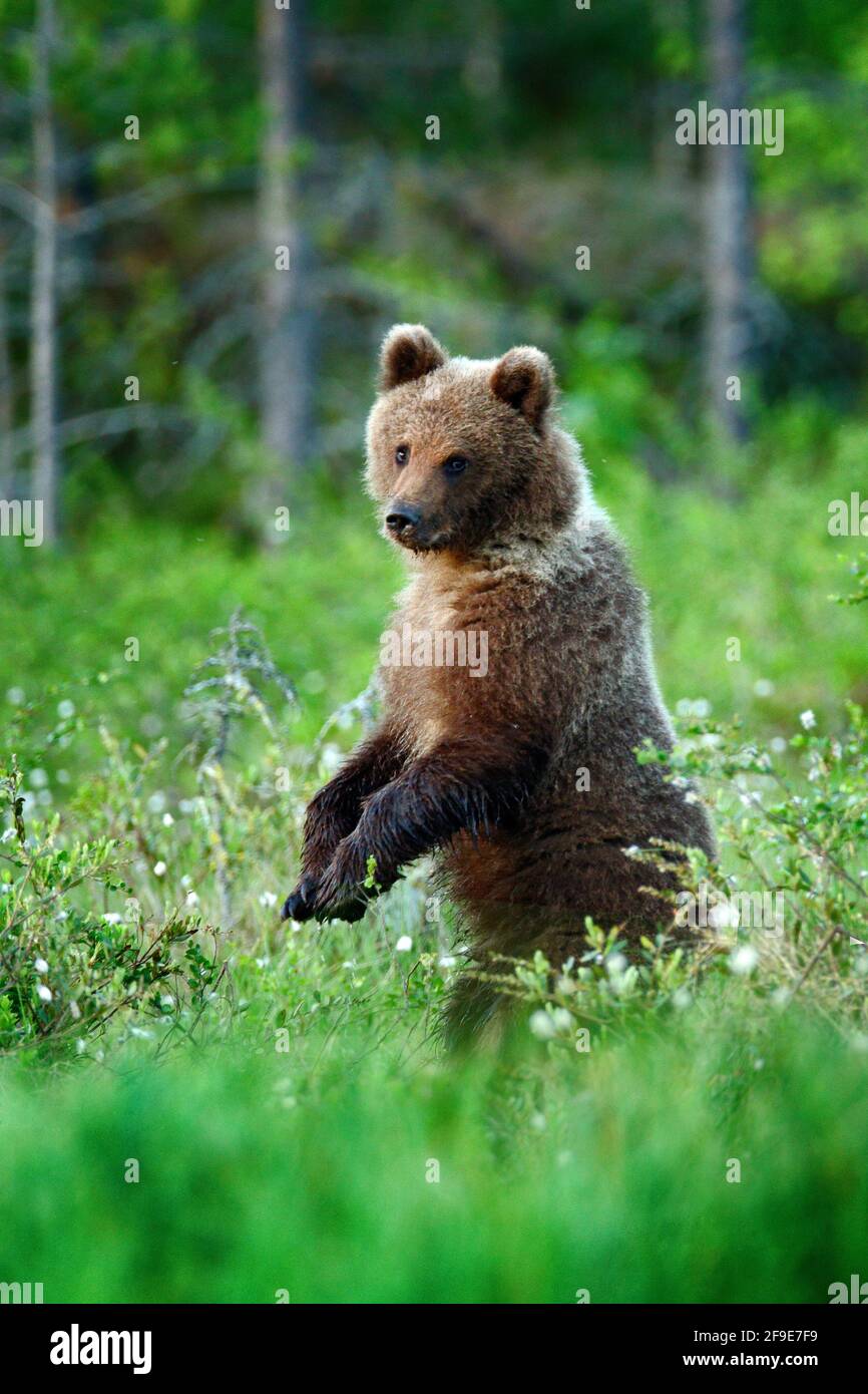 Lonely young cub bear in the pine forest. Bear pup without mother. Babe ...