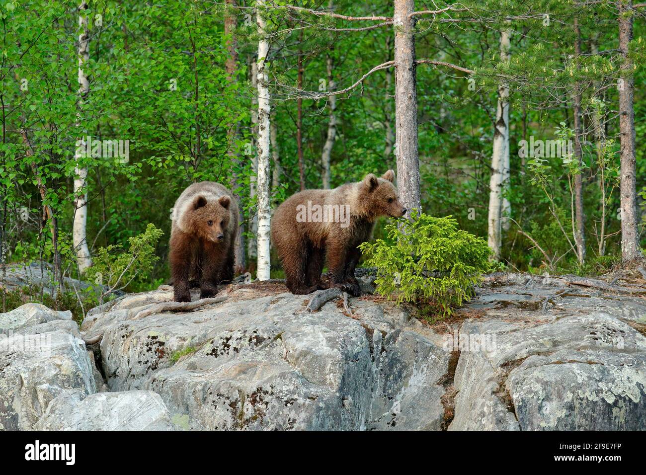 Lonely young cub bear in the pine forest. Bear pup without mother. Two ...