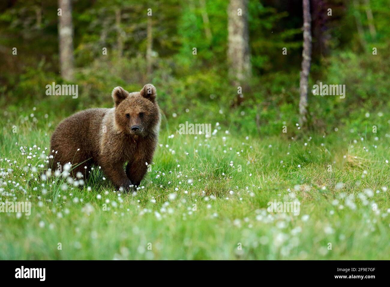 Lonely young cub bear in the pine forest. Bear pup without mother. Babe ...
