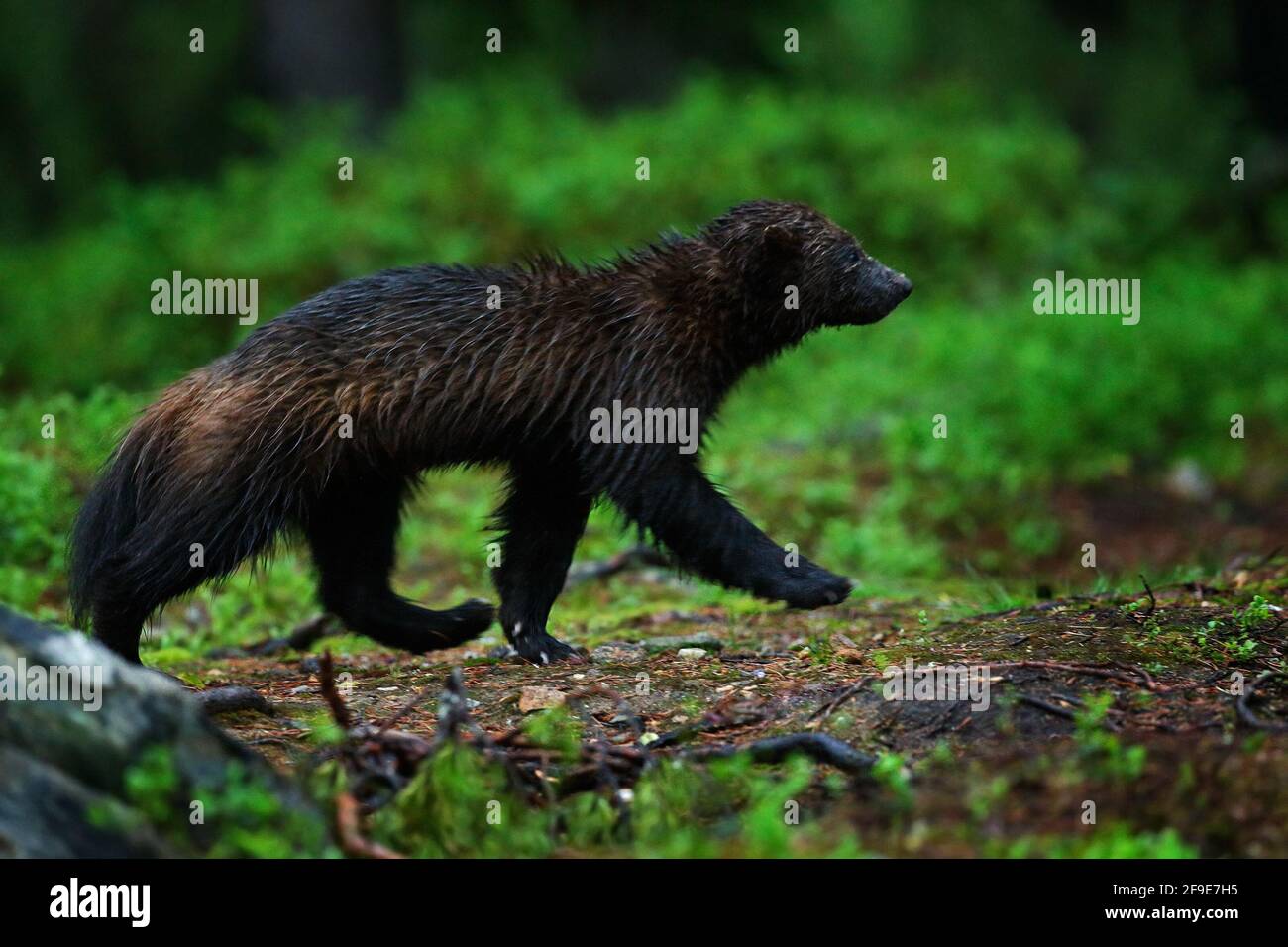 Wild wolverine in Finnish taiga. Raptor in the nature in north Europe ...