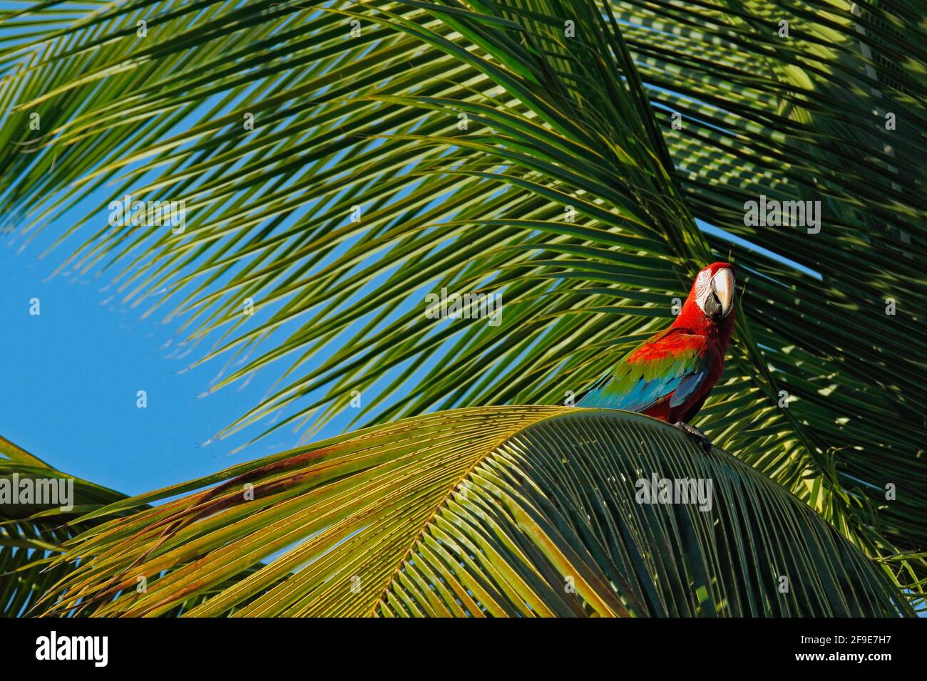 Big red parrot Red-and-green Macaw, Ara chloroptera, sitting on the ...