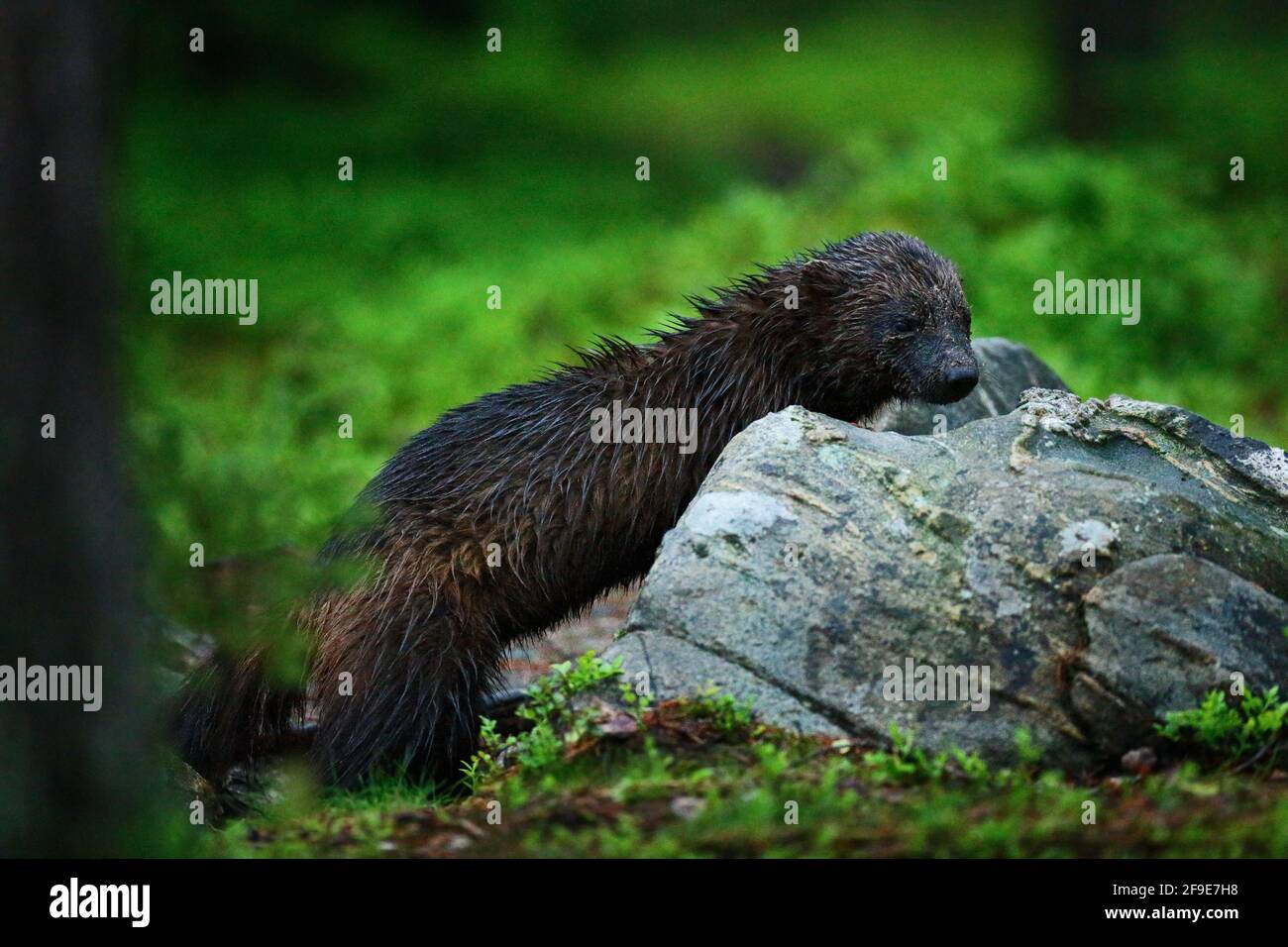 Wild wolverine in Finnish taiga. Raptor in the nature in north Europe ...