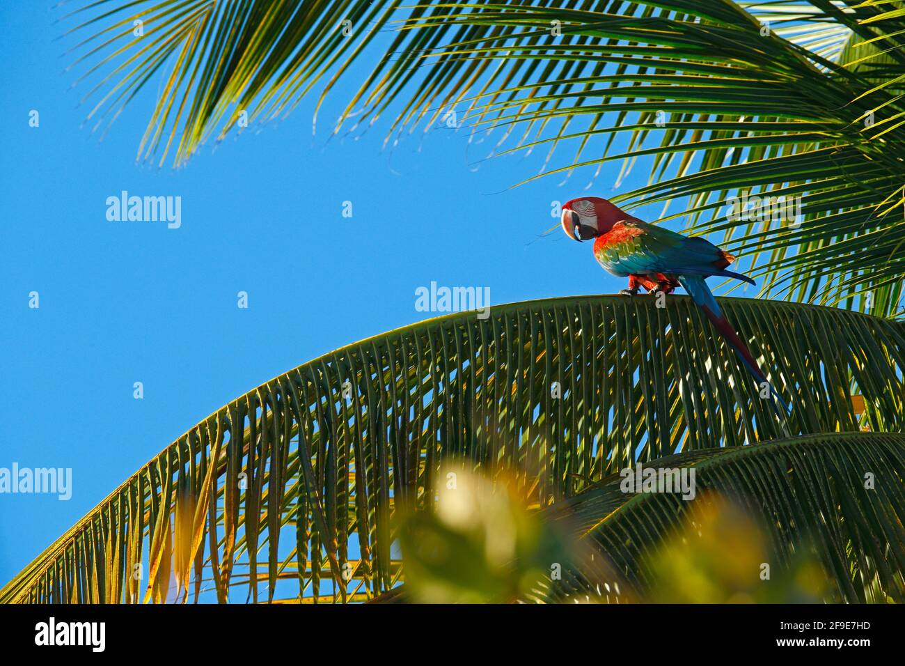 Big red parrot Red-and-green Macaw, Ara chloroptera, sitting on the ...