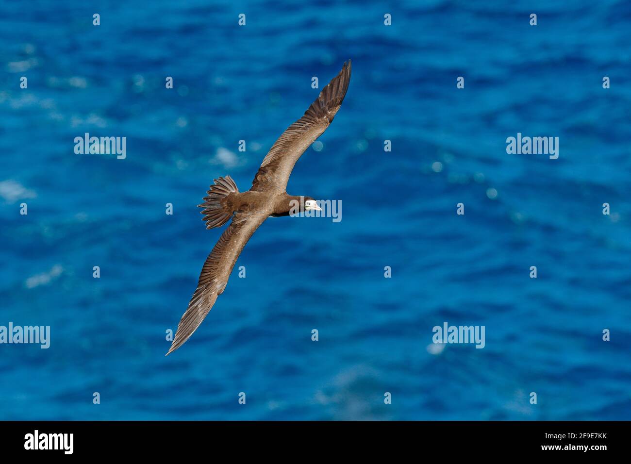 Flying sea bird, Brown Booby, Sula leucogaster, with dark blue sea ...