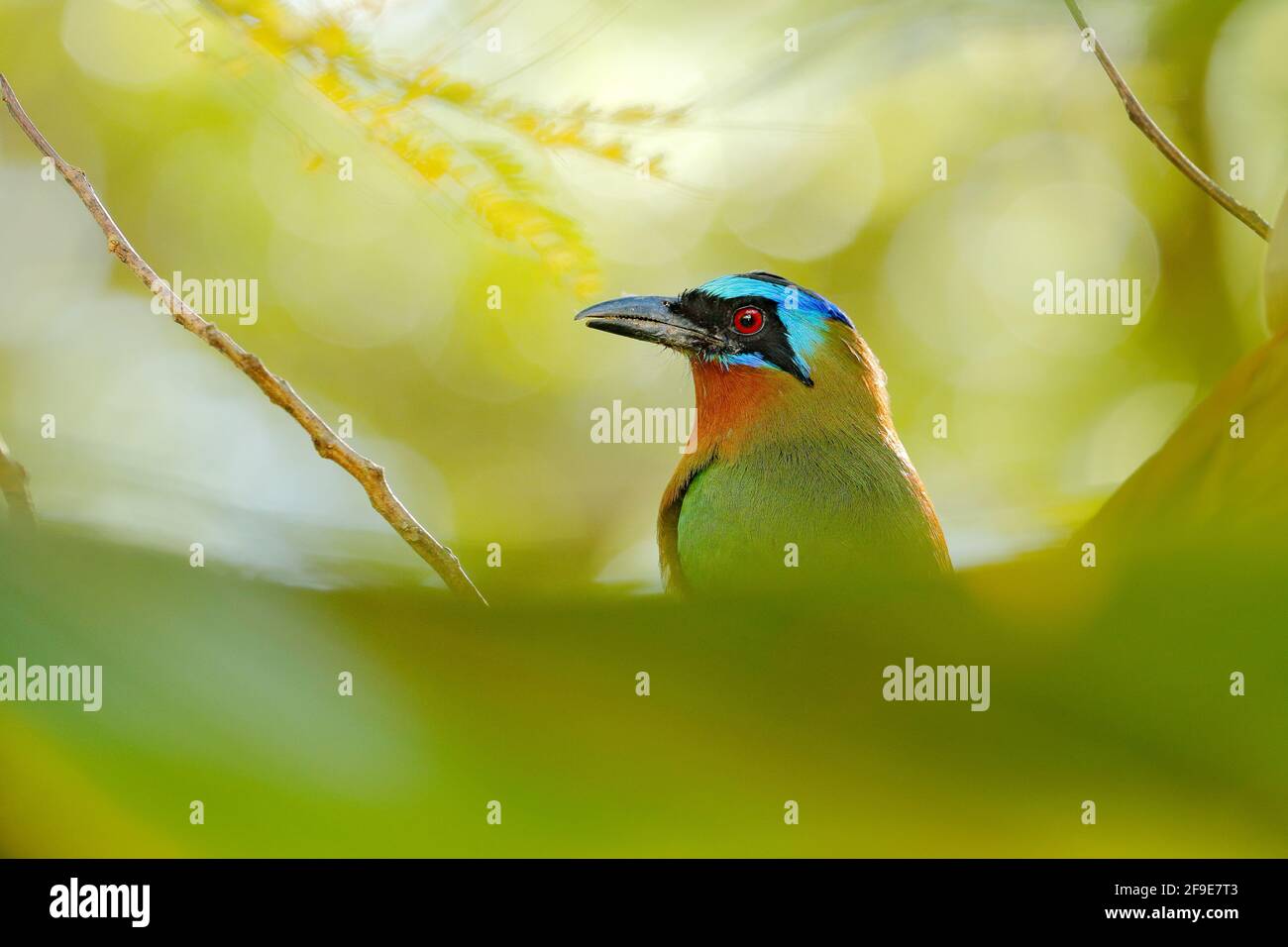Trinidad Motmot, Momotus bahamensis, exotic bird sitting on the branch ...