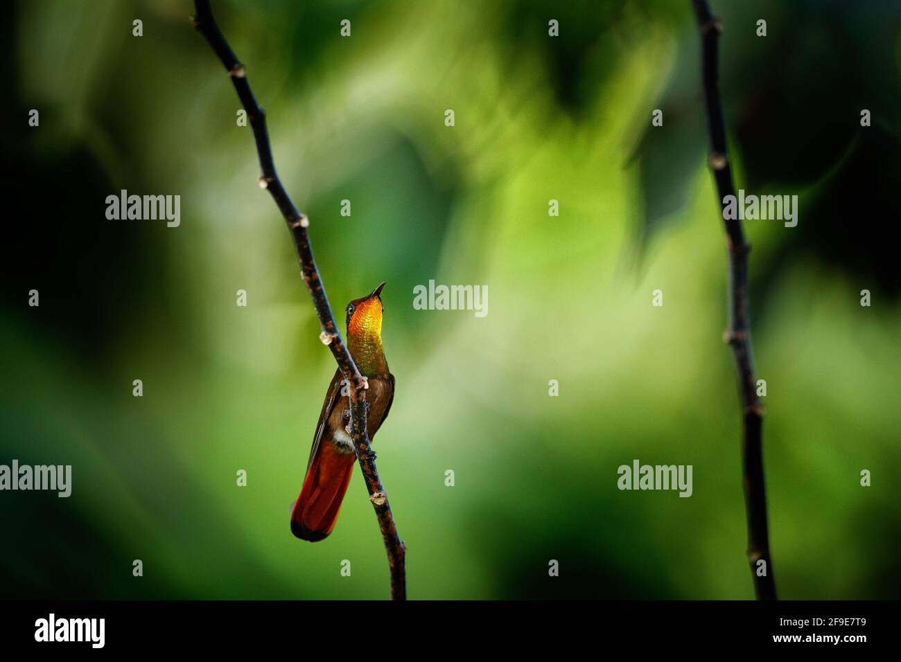 Red and yellow Ruby-Topaz Hummingbird, Chrysolampis mosquitus, in dark ...