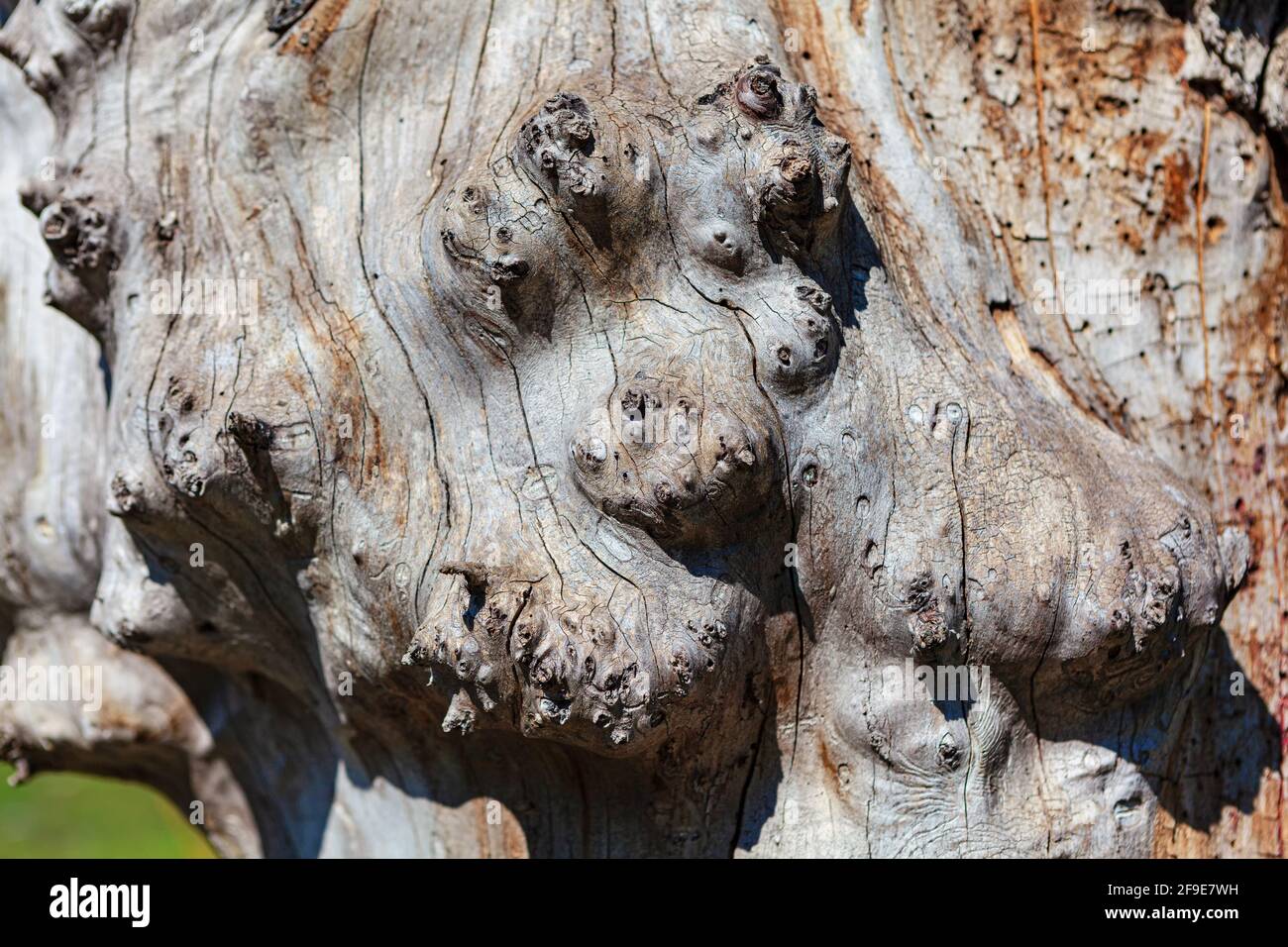 Details of wooden trunk structure Stock Photo - Alamy