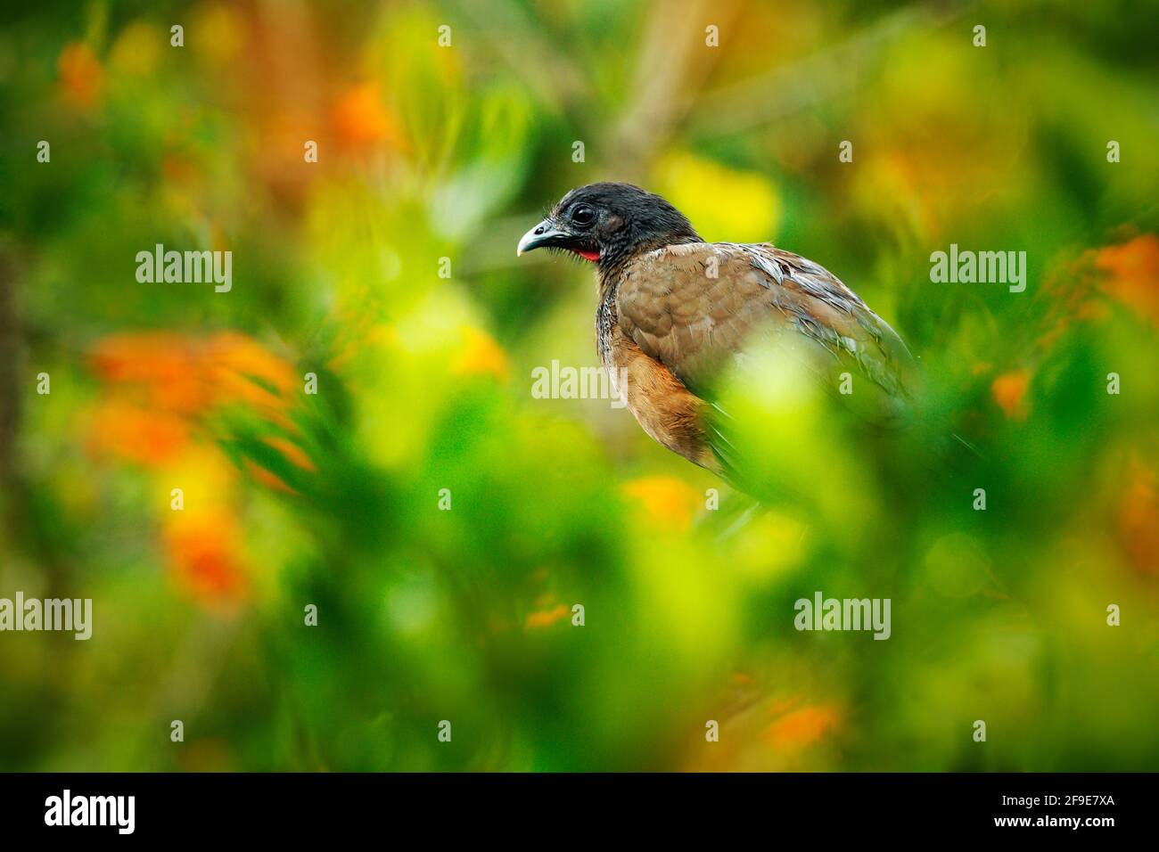 Rufous-vented Chachalaca, Ortalis ruficauda, exotic tropical bird in ...