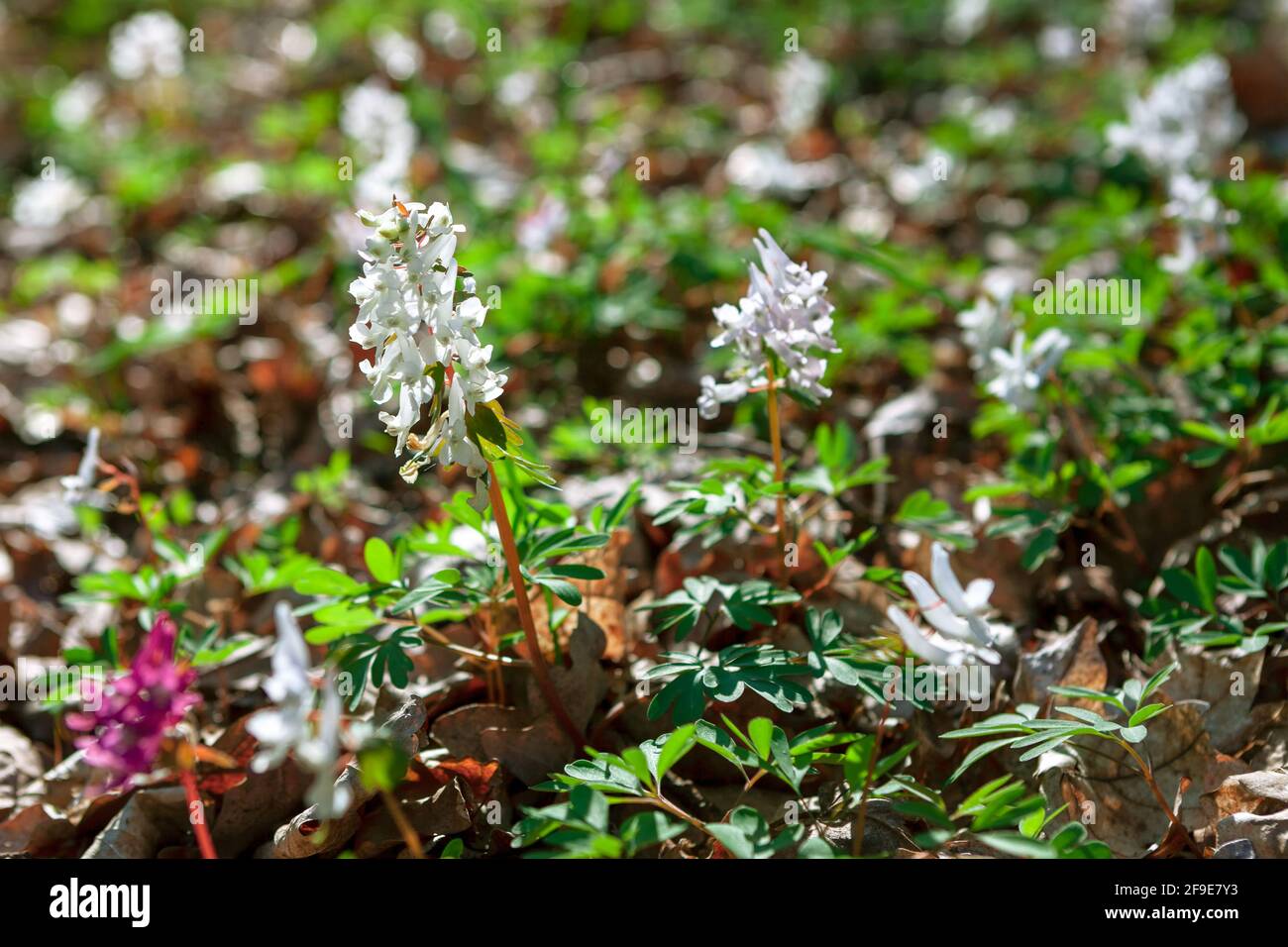 White Corydalis Cava on the growing on the meadow Stock Photo - Alamy