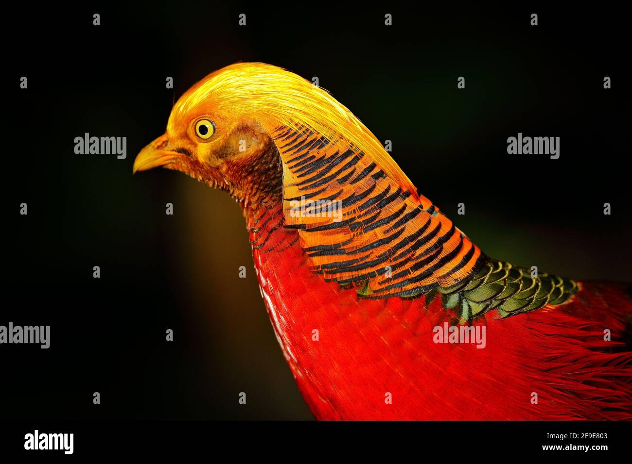 Golden pheasant, detail portrait in the nature. Chinese pheasant, with ...