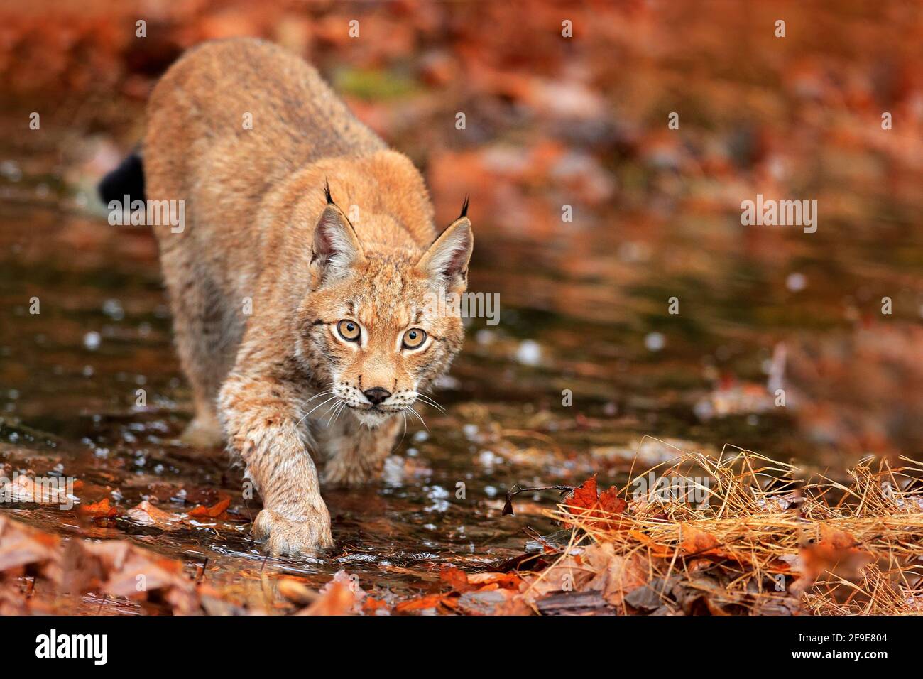 Lynx walking in the orange leaves with water. Wild animal hidden in ...