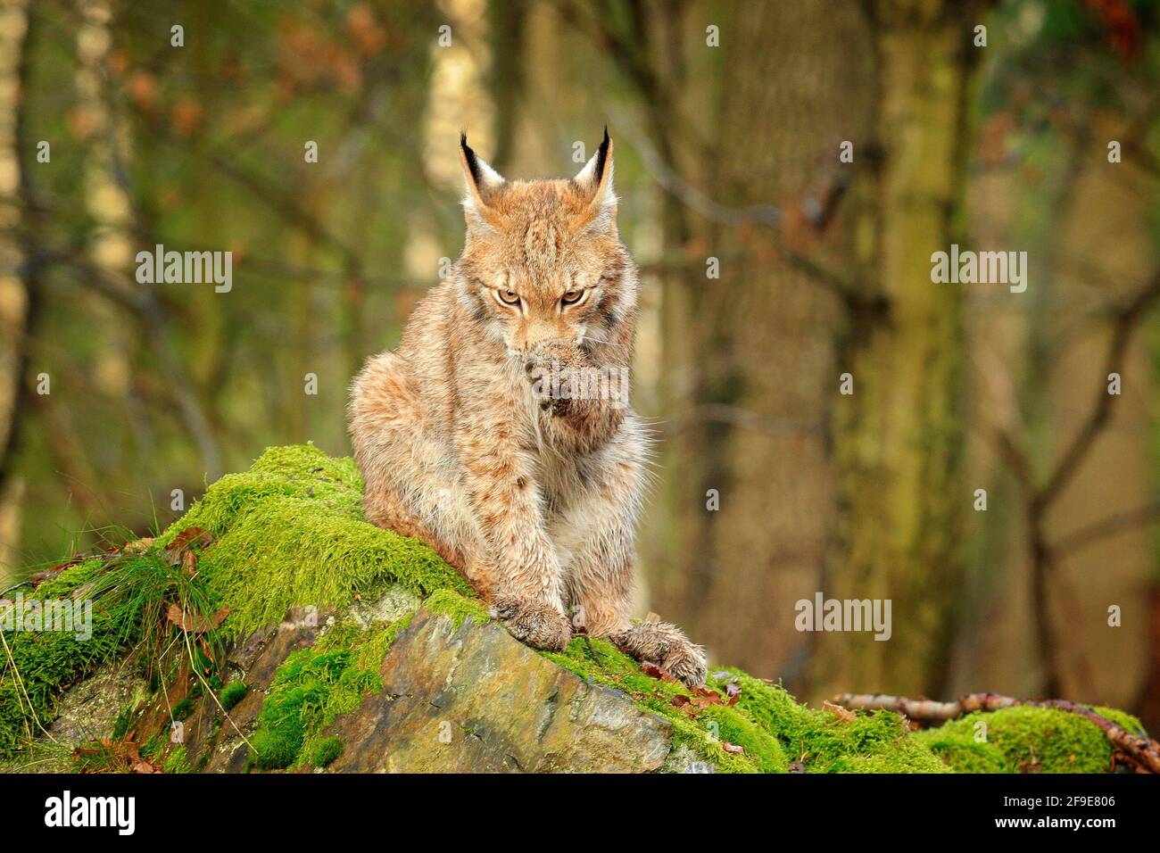 Eurasian lynx paw hi-res stock photography and images - Alamy