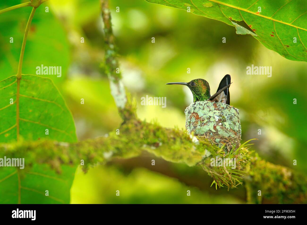 Hummingbird nest trinidad hi-res stock photography and images - Alamy