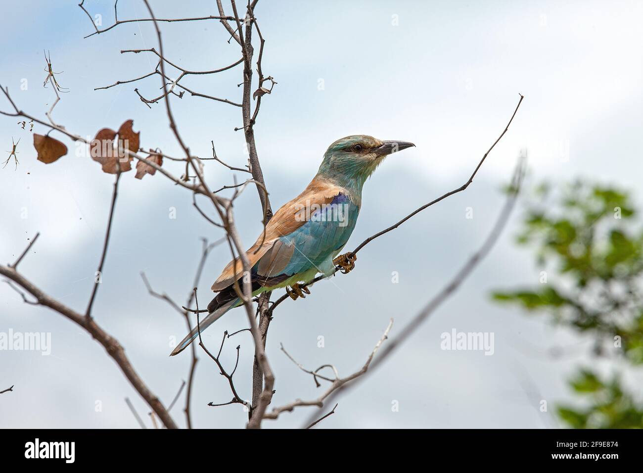 European Roller sussing out the scenery Stock Photo - Alamy