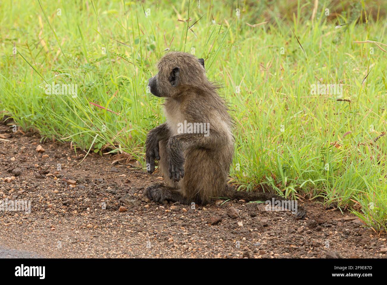 Wet baboon hi-res stock photography and images - Alamy