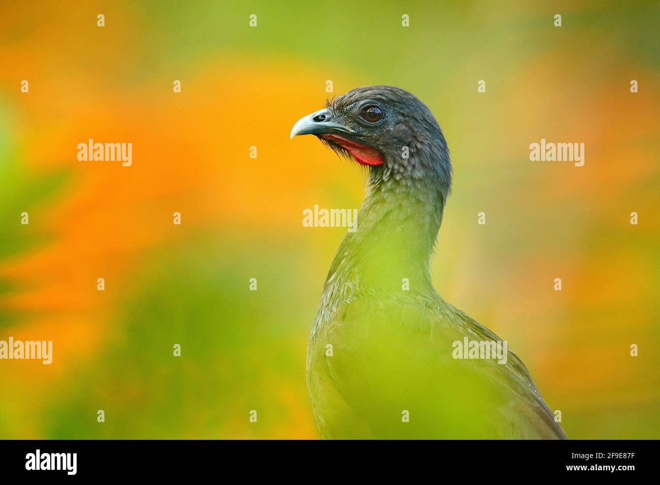 Band-tailed Guan, Penelope argyrotis, rare bird from dark forest Santa ...