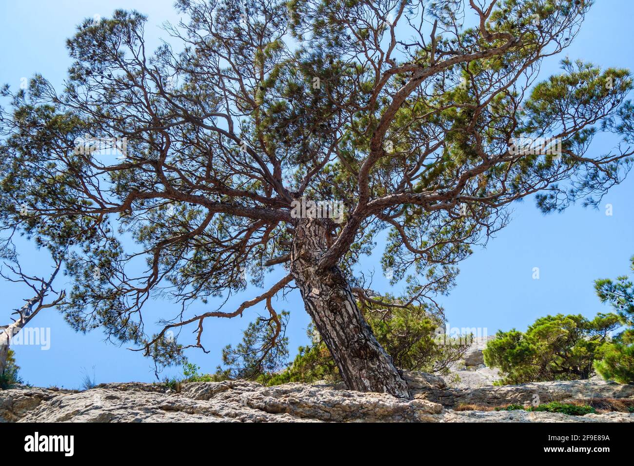 Growing on the slope hi-res stock photography and images - Alamy