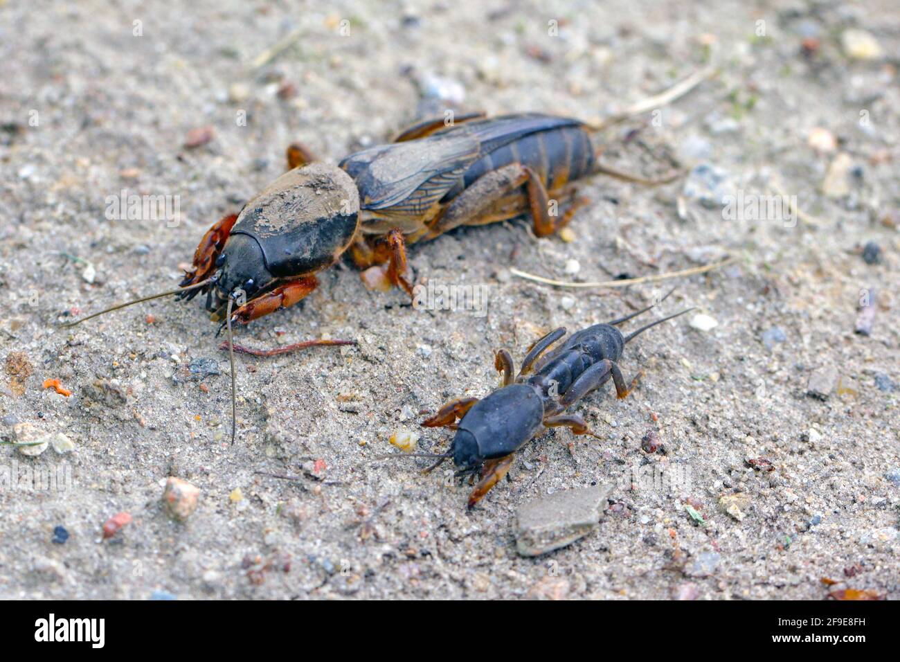 Adult and larva of European Mole Cricket, Gryllotalpa gryllotalpa, on ...