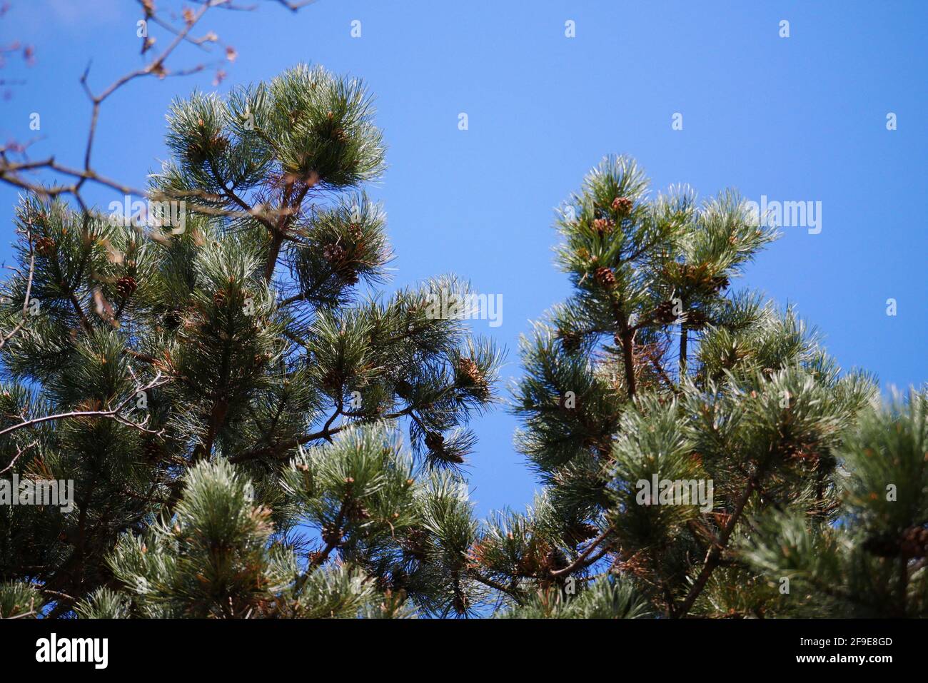 treetop of a pine tree with green needles in a blue sky pinus Stock ...