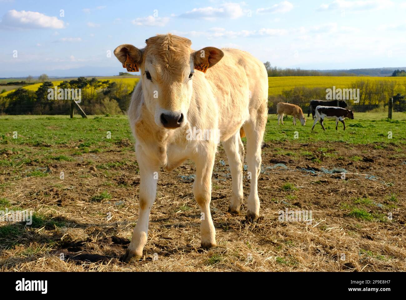 Gascon Cow , cattle, in an organic farm in Pyrenees South France, Aude ...
