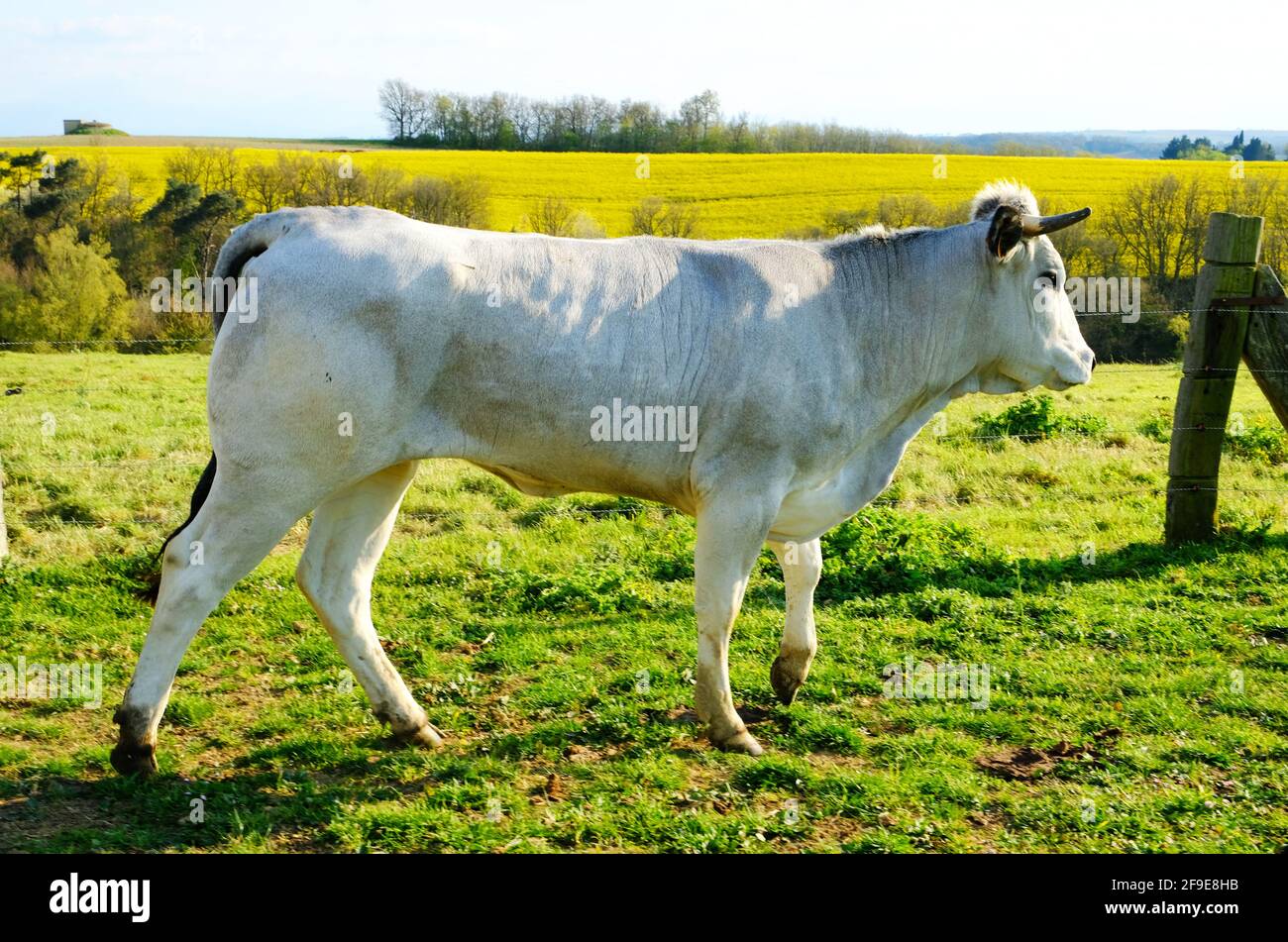 Vache gascon hi-res stock photography and images - Alamy