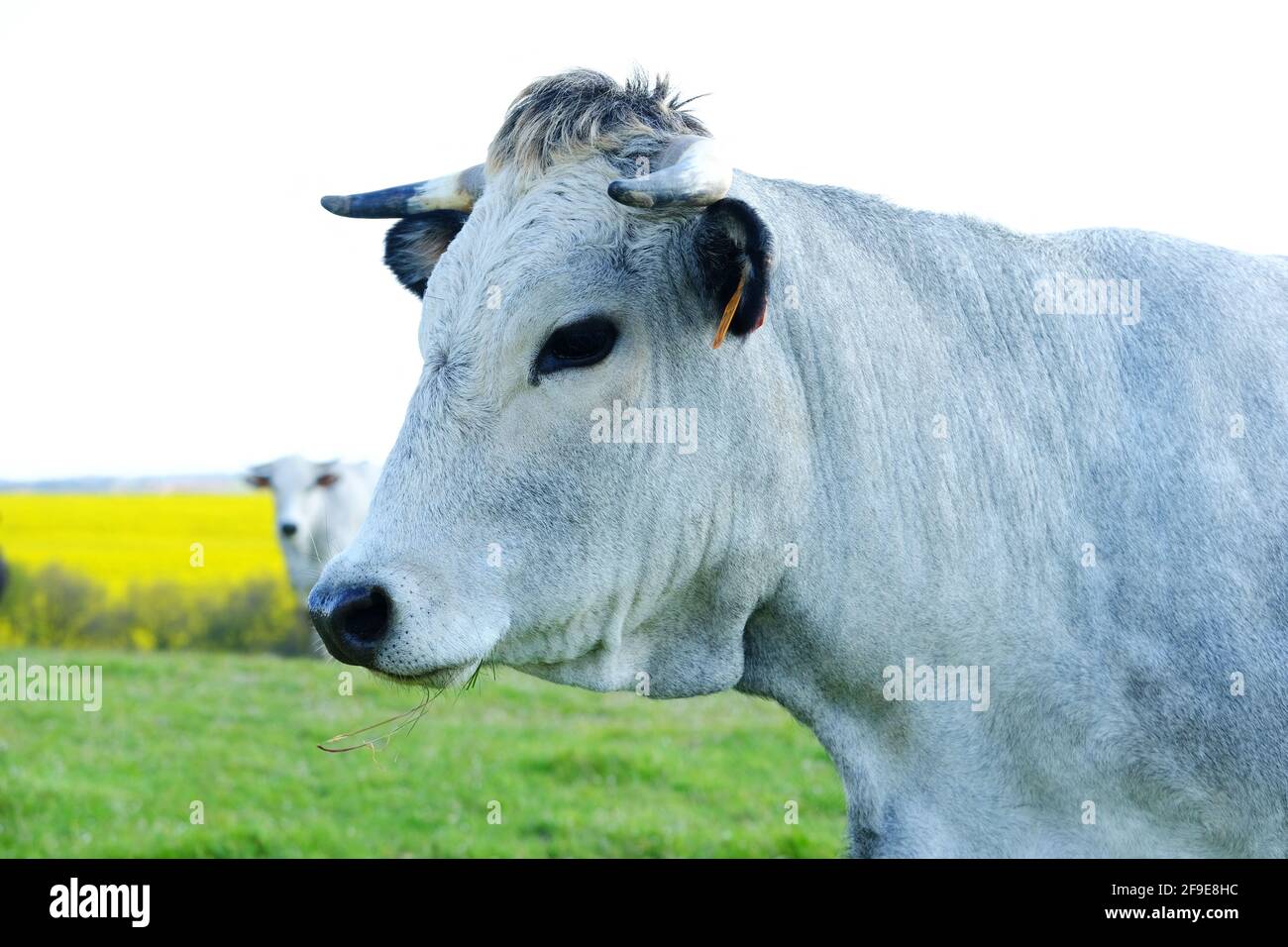 Vache gascon hi-res stock photography and images - Alamy