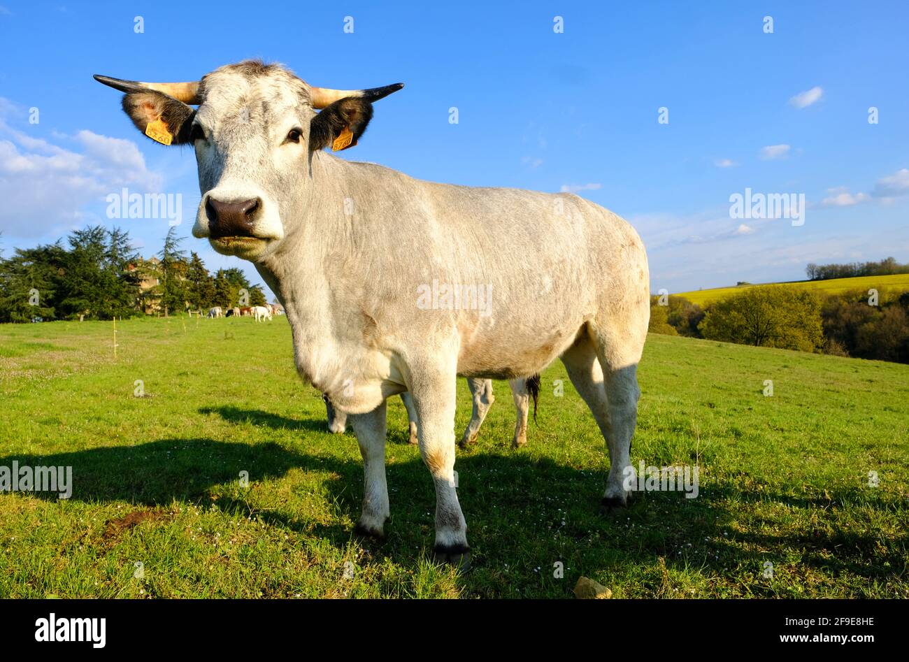 Gascon Cow , cattle, in an organic farm in Pyrenees South France, Aude ...