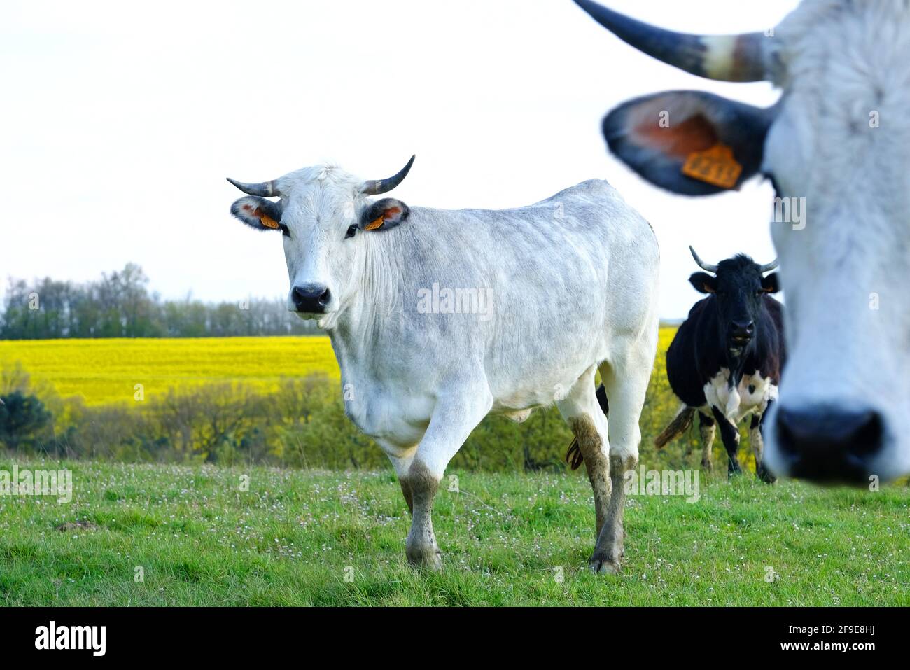 Vache gascon hi-res stock photography and images - Alamy