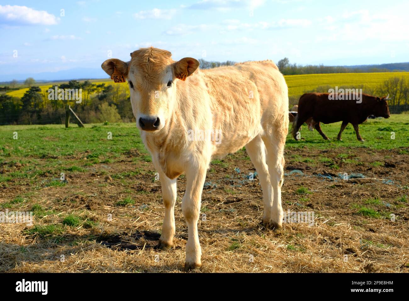 Gascon cow hi-res stock photography and images - Alamy