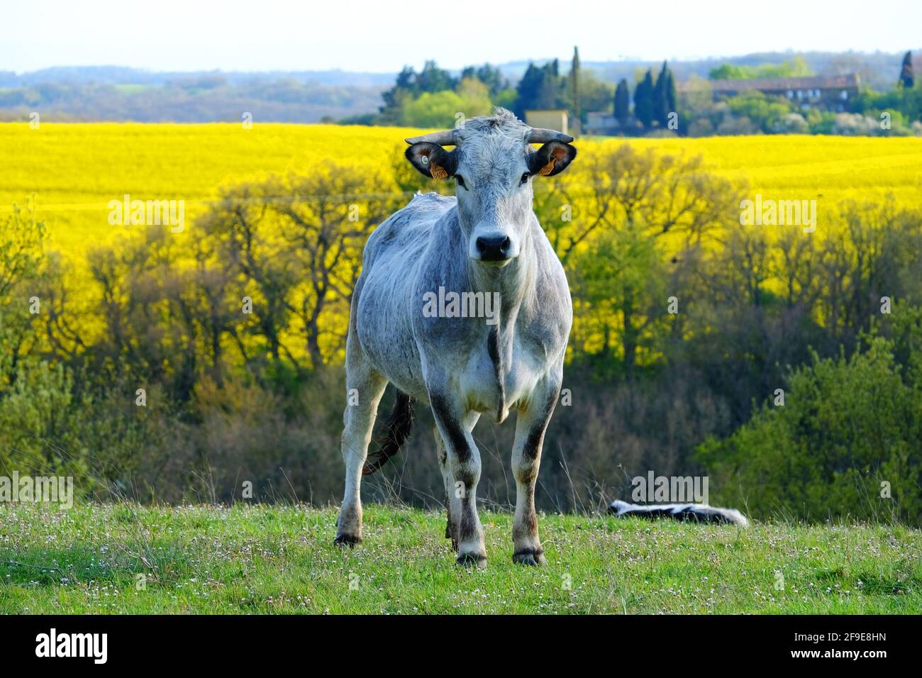Gascon Cow , cattle, in an organic farm in Pyrenees South France, Aude ...