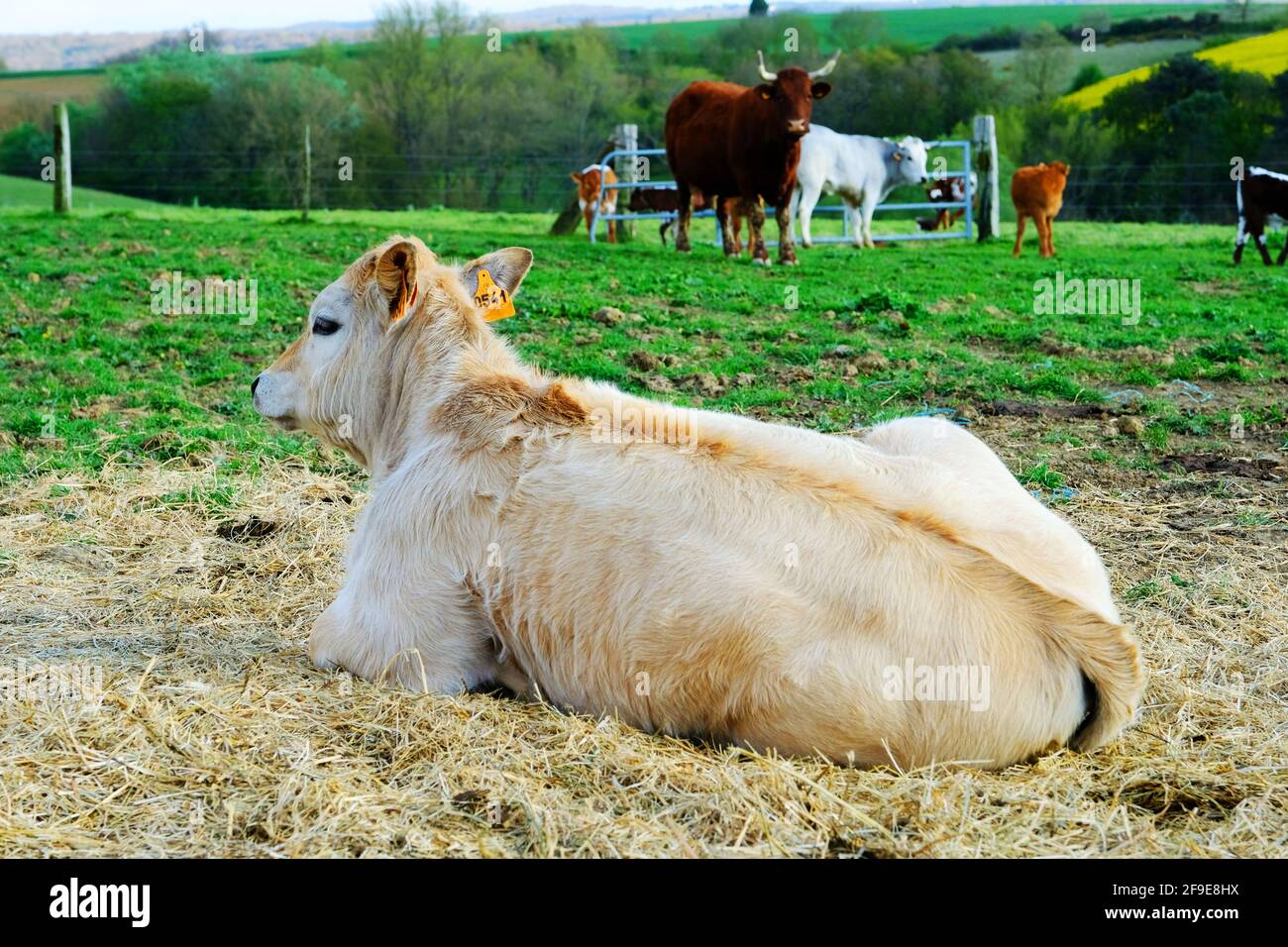 Vache gascon hi-res stock photography and images - Alamy