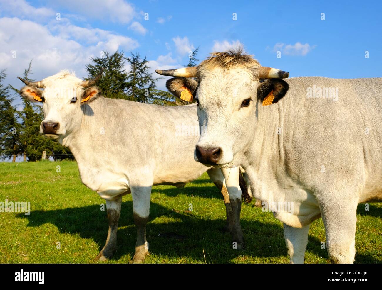 Gascon Cow , cattle, in an organic farm in Pyrenees South France, Aude ...