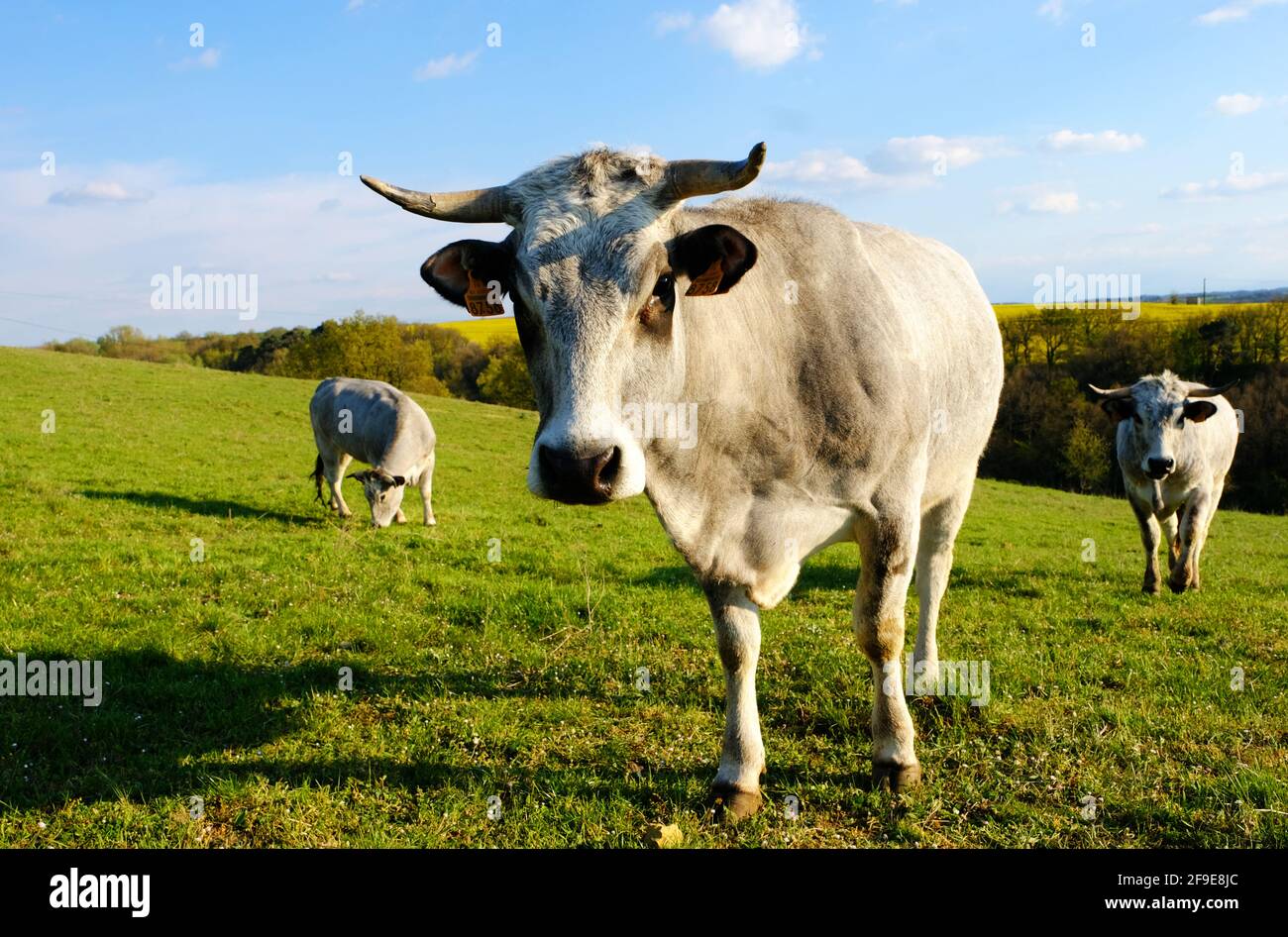 Vache gascon hi-res stock photography and images - Alamy