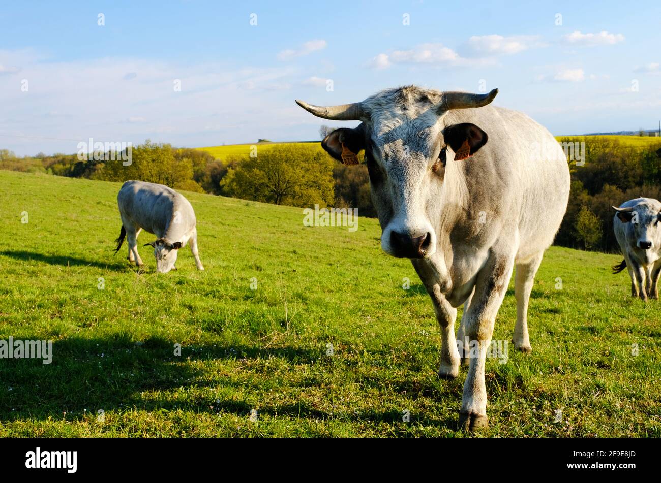 Gascon Cow , cattle, in an organic farm in Pyrenees South France, Aude ...