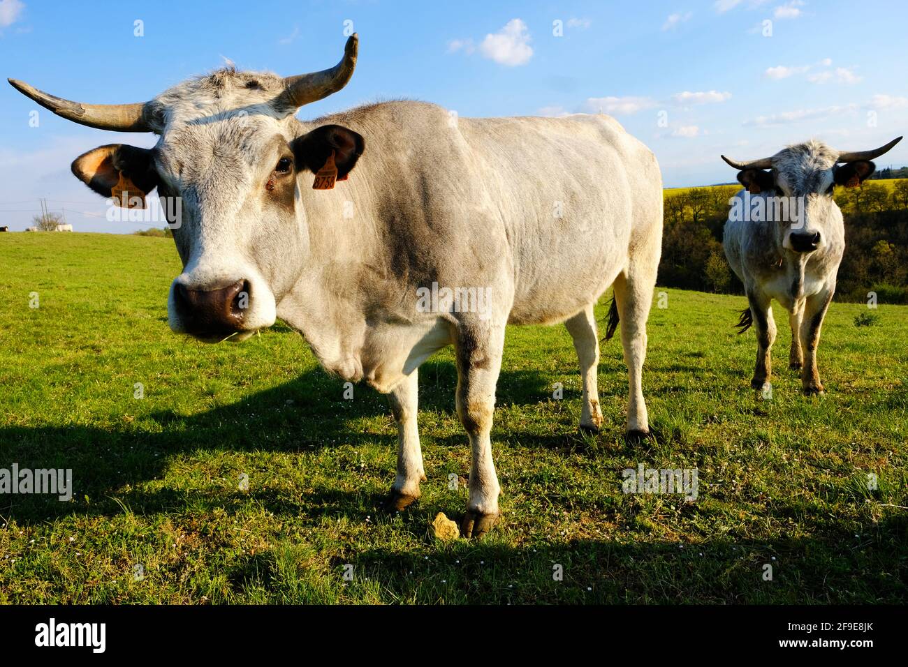 Vache gascon hi-res stock photography and images - Alamy