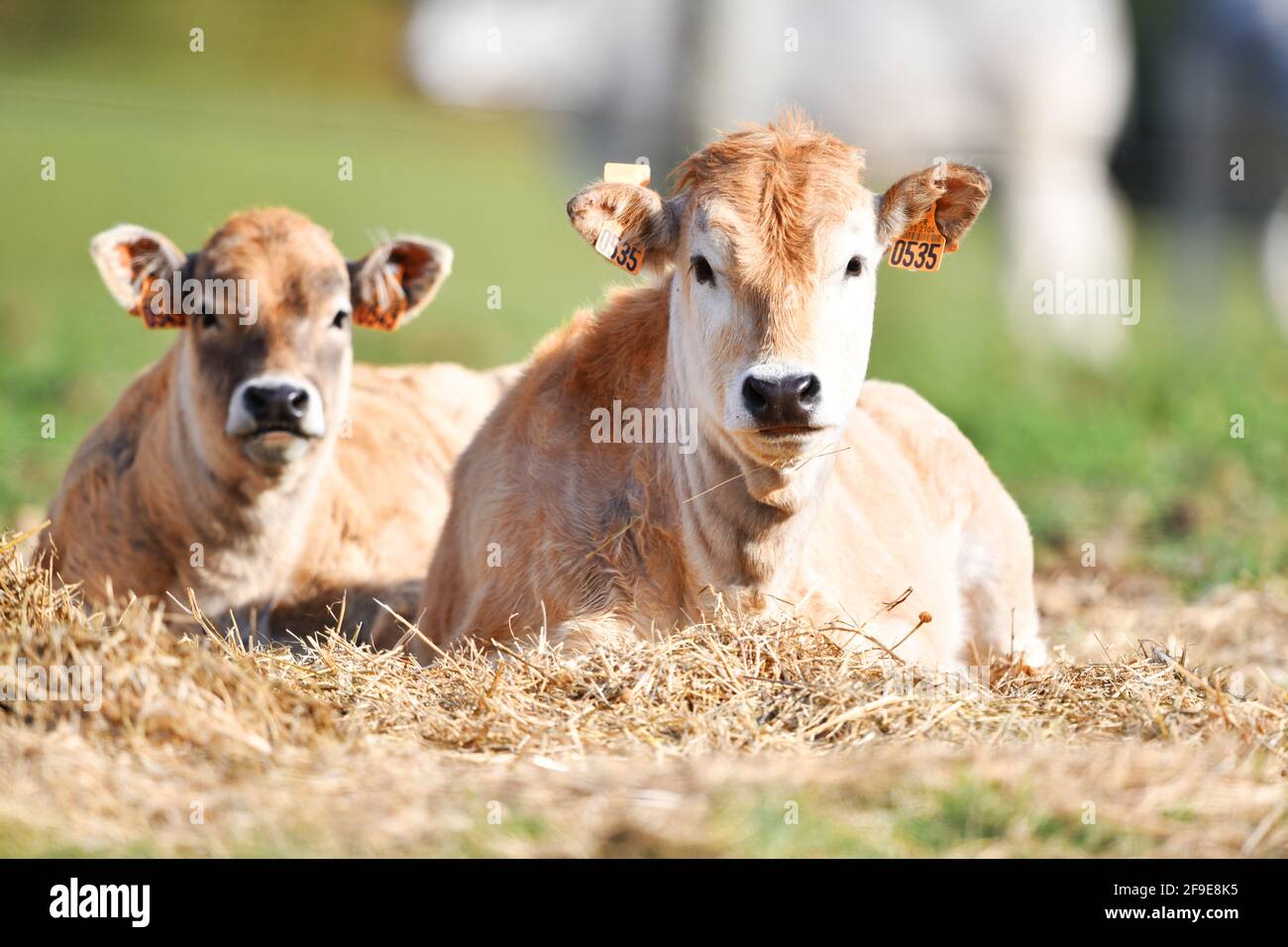 Gascon cow hi-res stock photography and images - Alamy