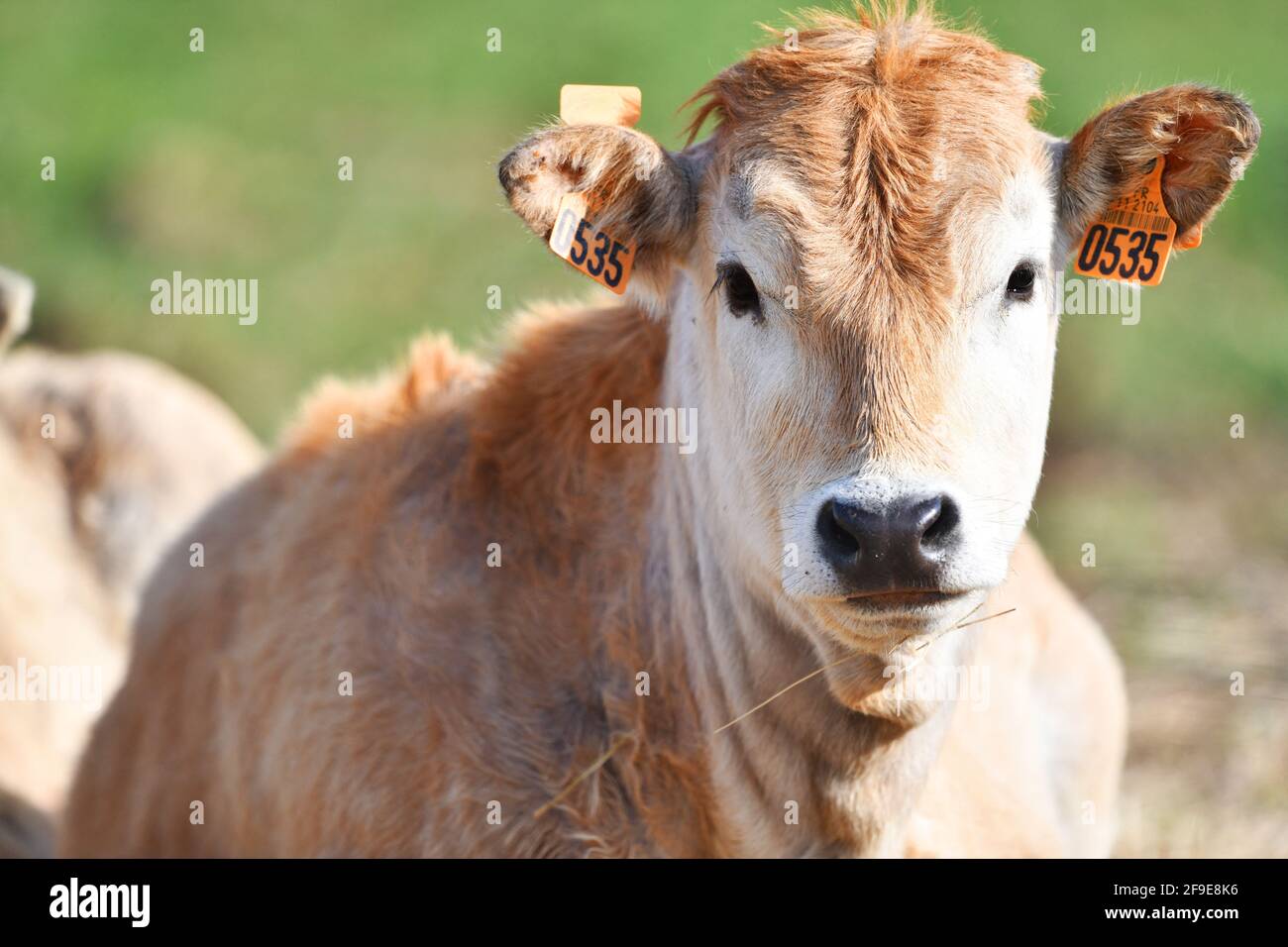 Gascon cow hi-res stock photography and images - Alamy