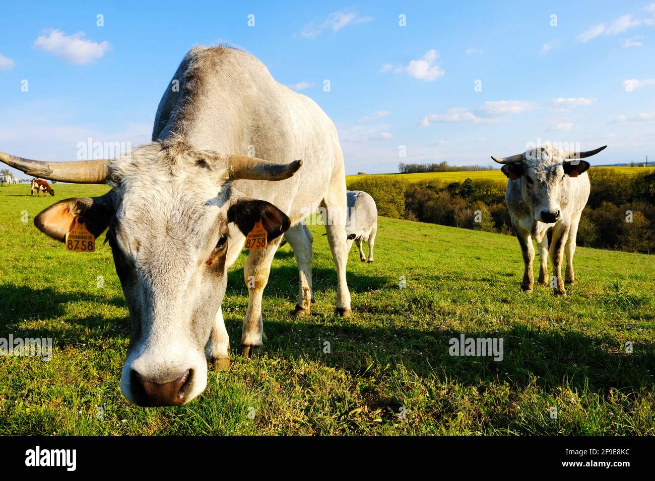 Vache gascon hi-res stock photography and images - Alamy