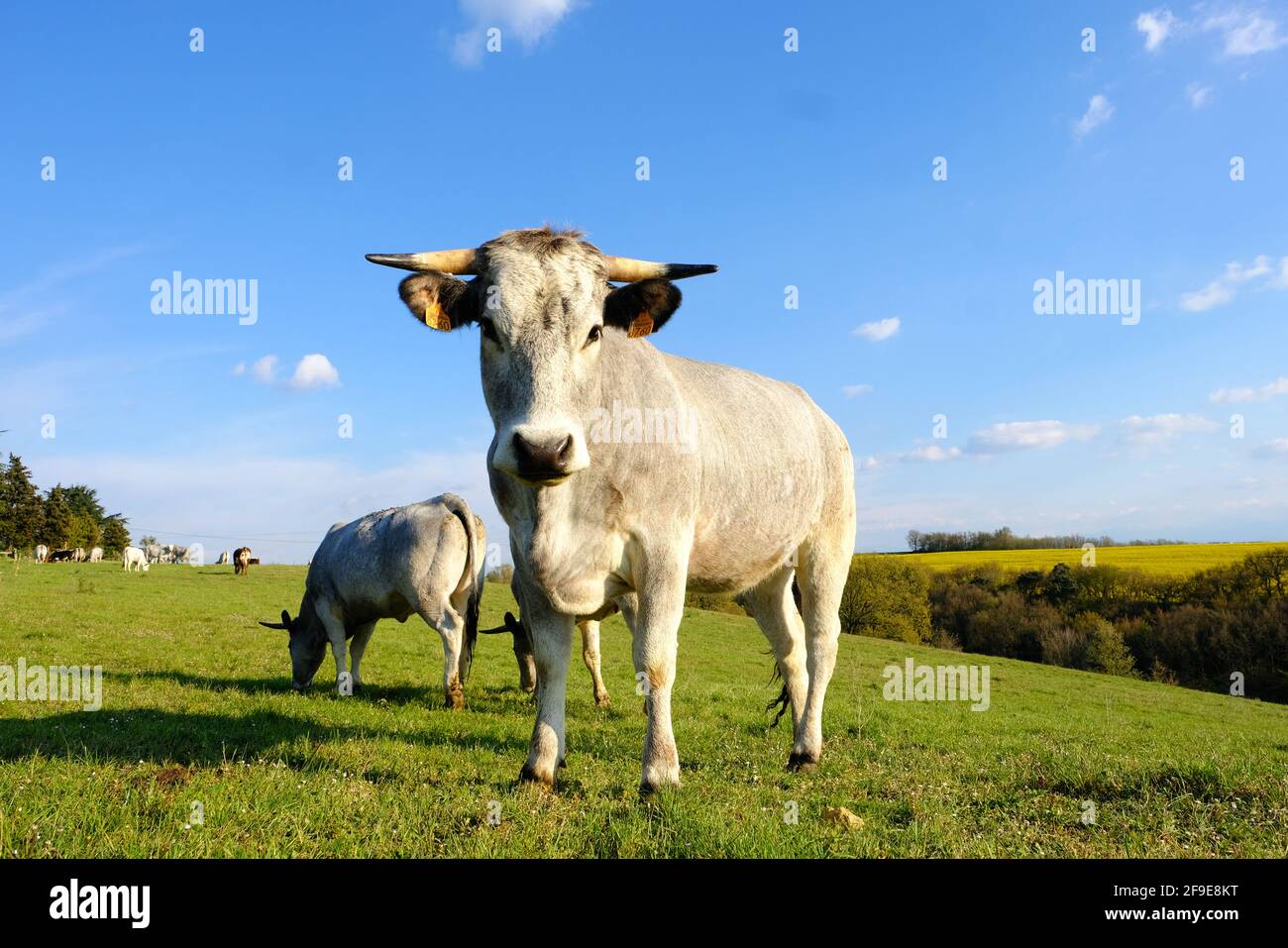 Gascon cow hi-res stock photography and images - Alamy