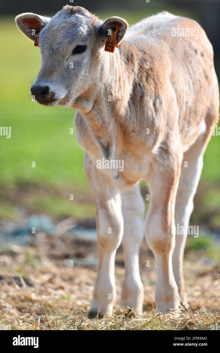Gascon Cow , cattle, in an organic farm in Pyrenees South France, Aude ...