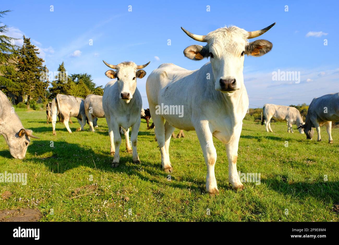 Gascon Cow , cattle, in an organic farm in Pyrenees South France, Aude ...